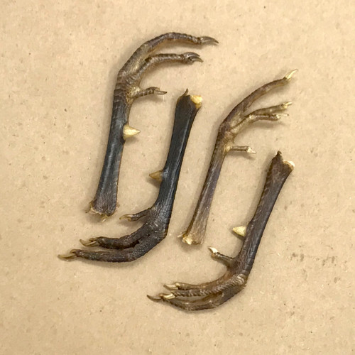 Air Dried Raw Pheasant Feet - Snack Pack | piggybacktreats