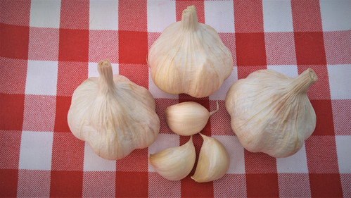 Spanish Roja - Rocambole - Hardneck | Snow Valley Garlic
