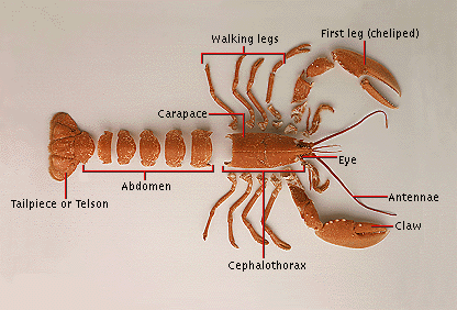 Chitin Exoskeleton