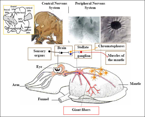 Nervous System