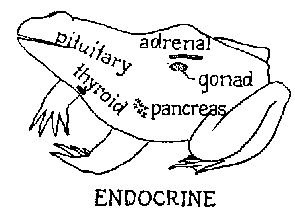 Endocrine System