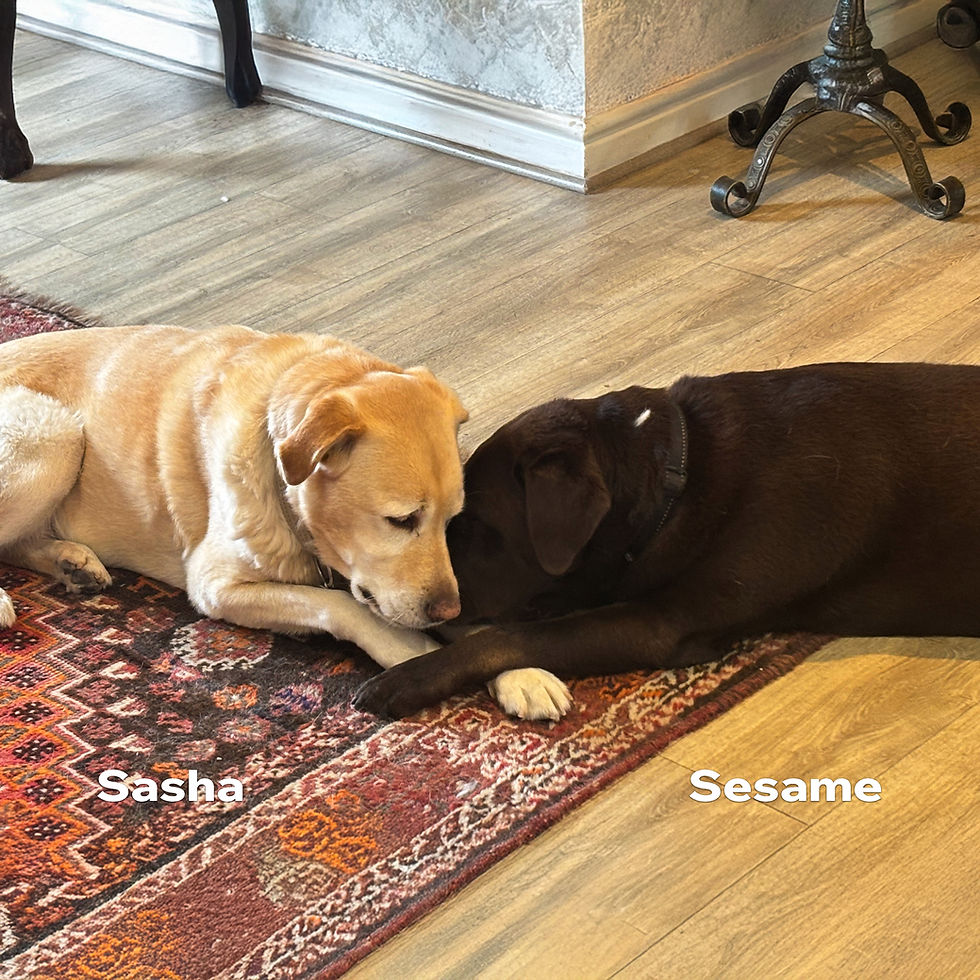 Adopt a Labrador | Labrador Rescue SA