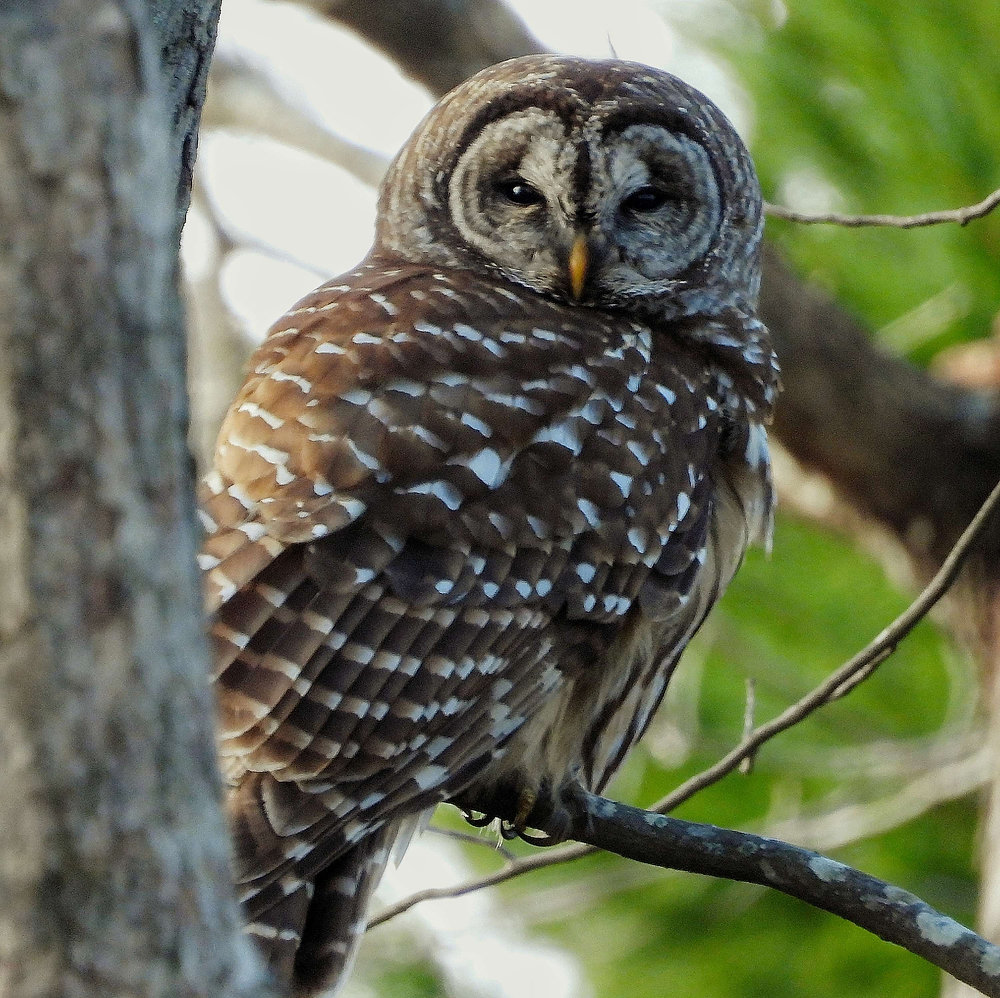 A Barred Owl Visited Birds of West Cobb
