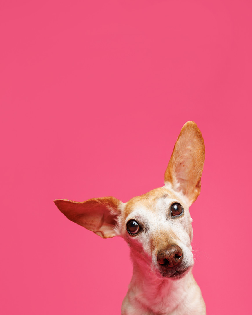 Home | Assorted Poppies Photo Pet Photography/ North Carolina