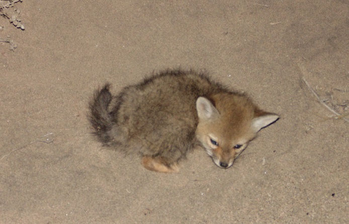 Los “Zorros de Ica”, animales silvestres muy importante en los ecosistemas