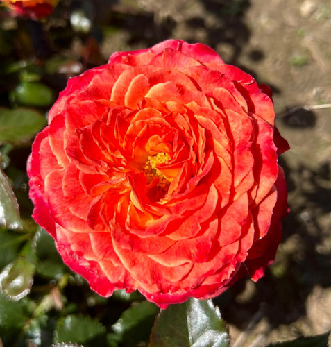 Meteor® (Rose of the Year 2024) | Cottage Memories | Gorefield
