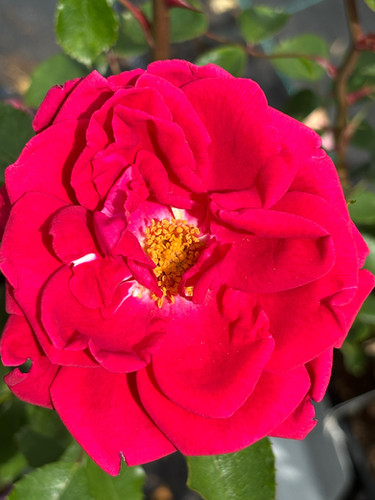 Red New Dawn (aka Etendard) | Cottage Memories | Gorefield