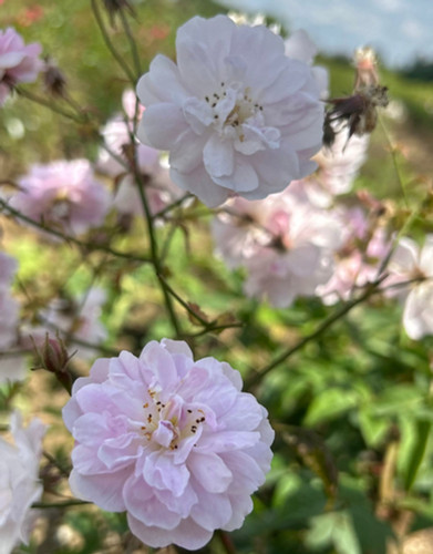 Paul's Himalayan Musk | Cottage Memories | Gorefield