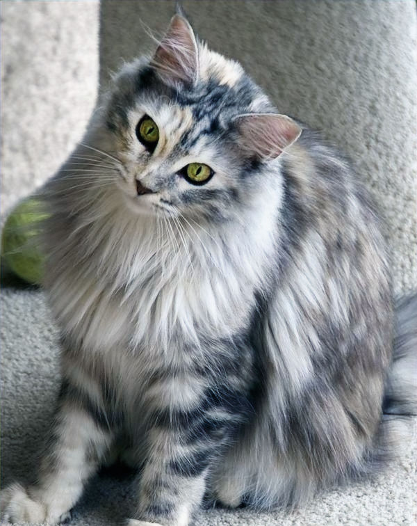 Maine Coon Breeders | Australia | Anjayma Maine Coons