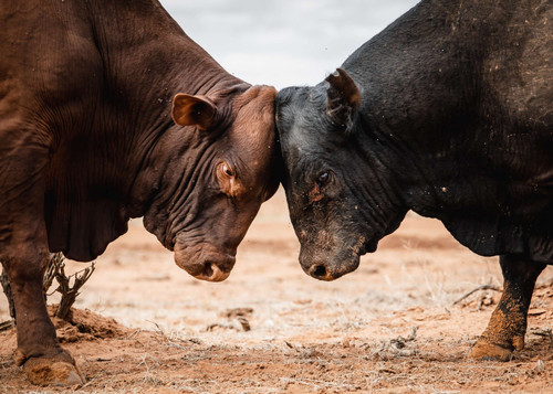 Butting Bulls | Jane Audrey Images
