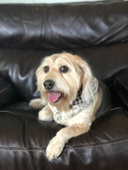 Home | Go Grooming Gallery Spa and Training LLC.