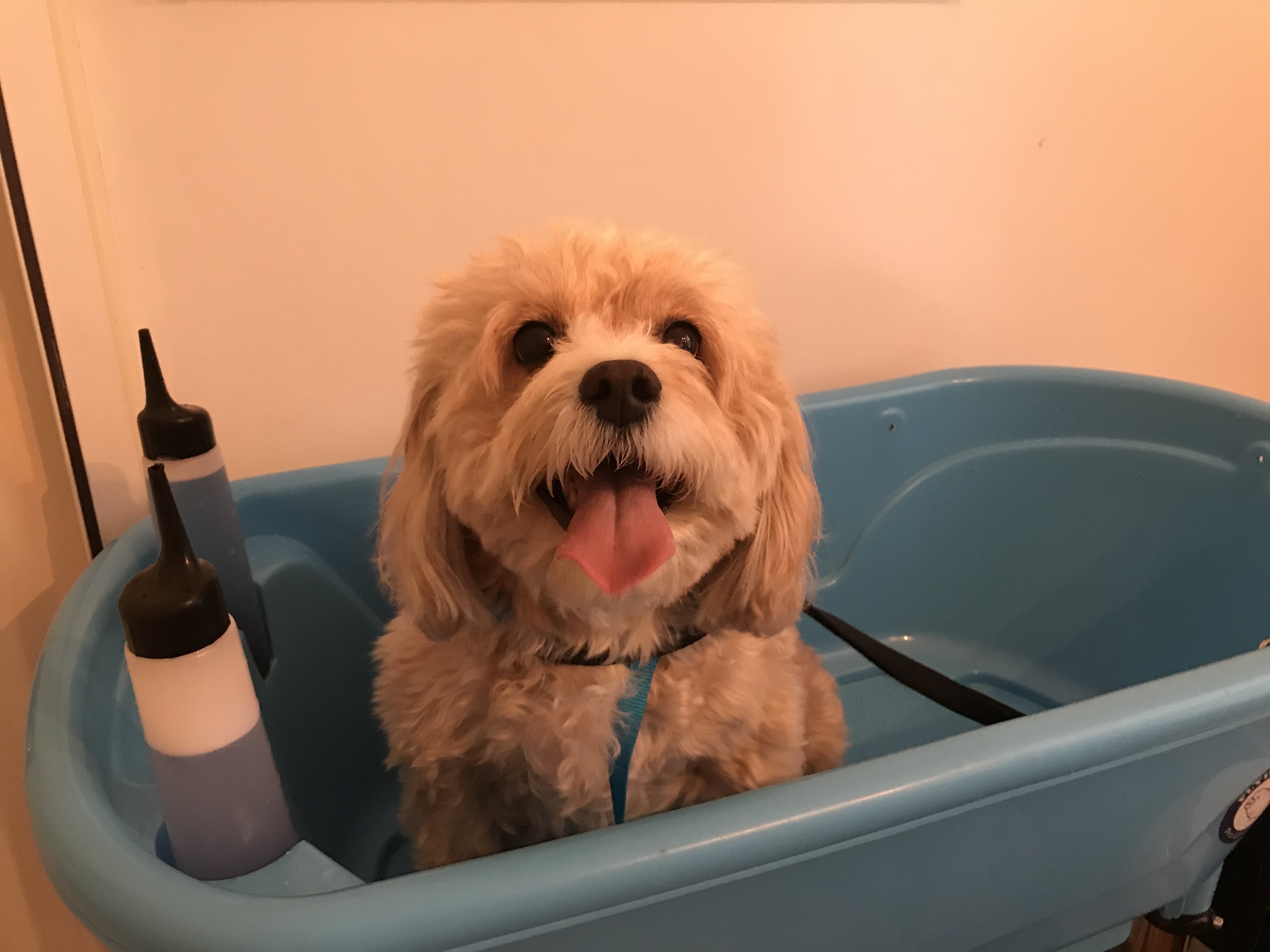 Home | Go Grooming Gallery Spa and Training LLC.