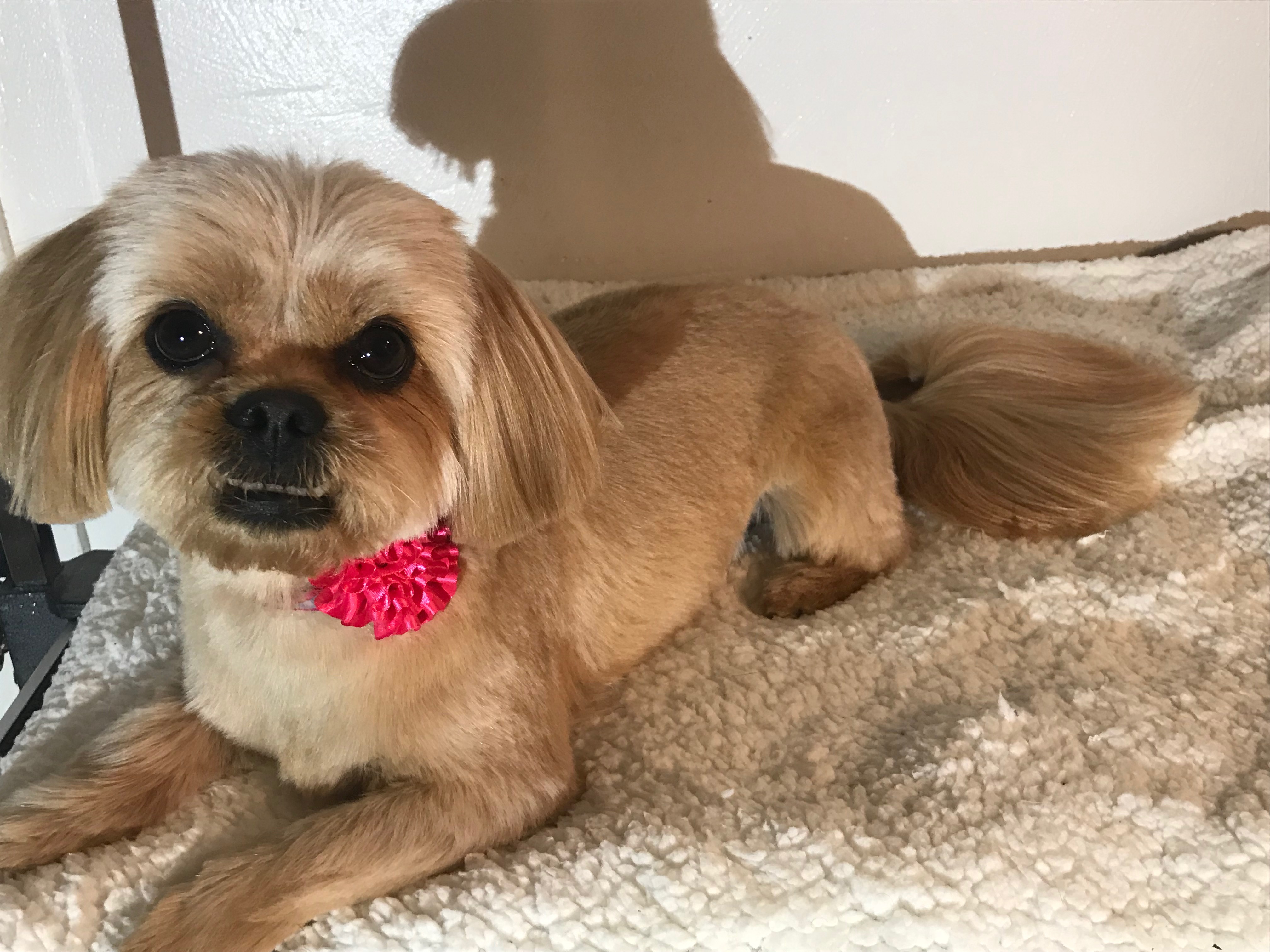 Home | Go Grooming Gallery Spa and Training LLC.