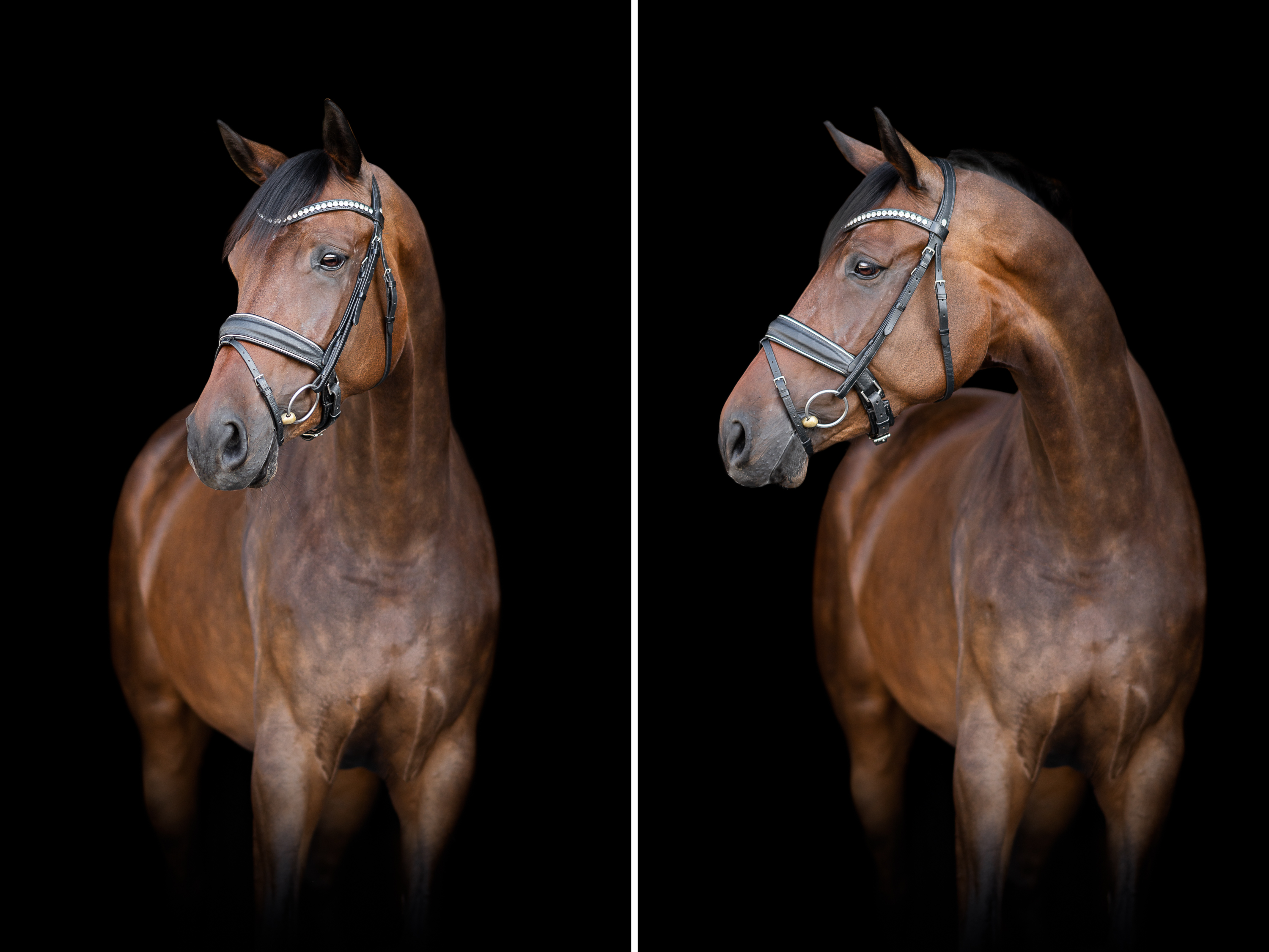 Jordan Linstedt Eventing Team