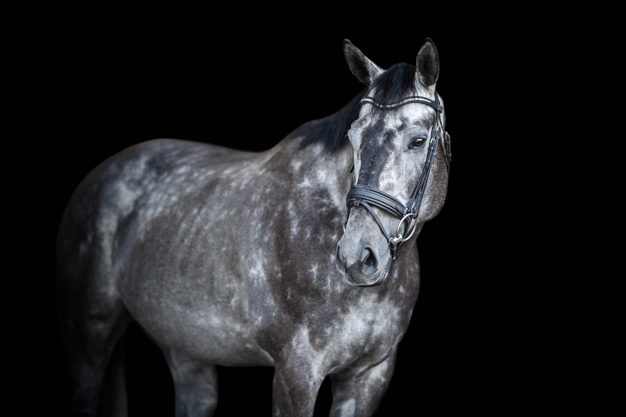 Jordan Linstedt Eventing Team