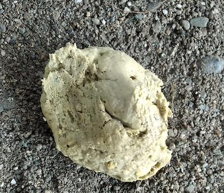 CH 6: Feeding, Introducing Solid Foods | ElephantCare.org