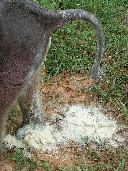 CH 2: Physical Exam, Preventative Care | ElephantCare.org