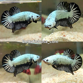 Betta Black Dragon Copper