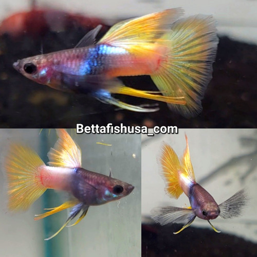 25 BREEDING PINGU RIBBON COLORS GUPPY / FREE 1 DAY SHIPPING | Mysite