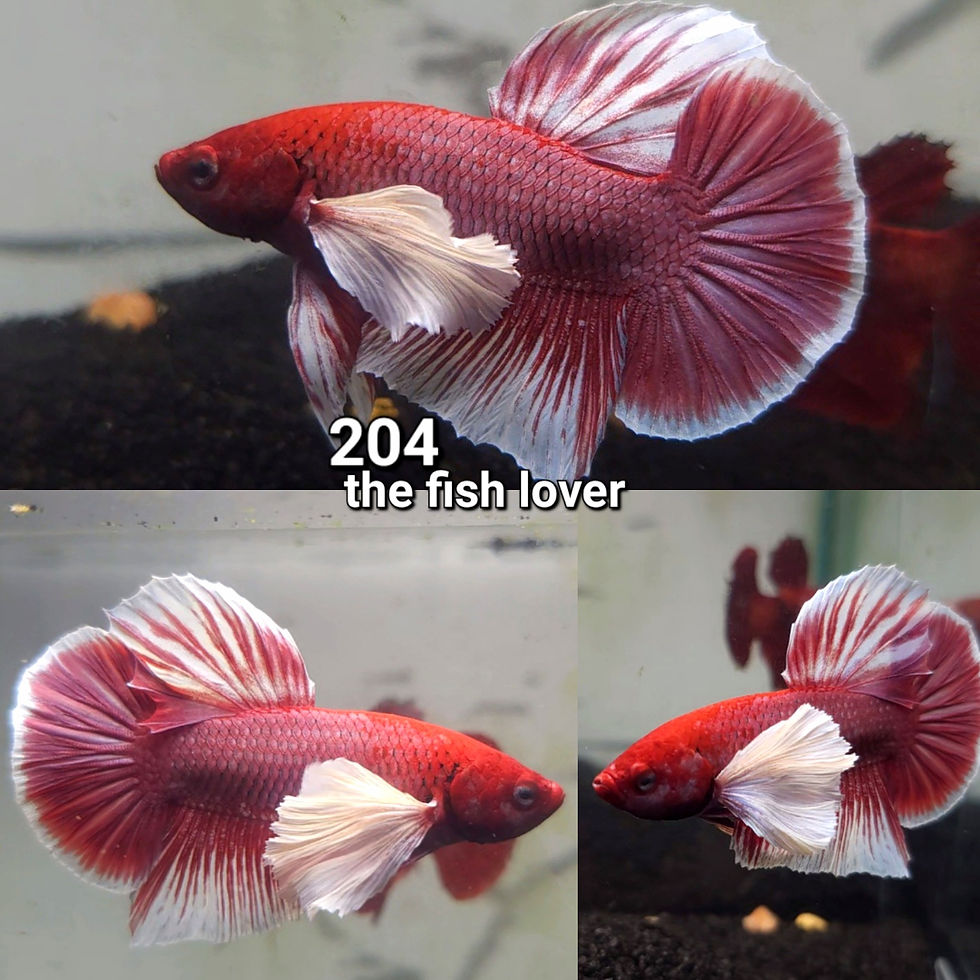 Fish Supply Store | Betta Fish Usa | Texas