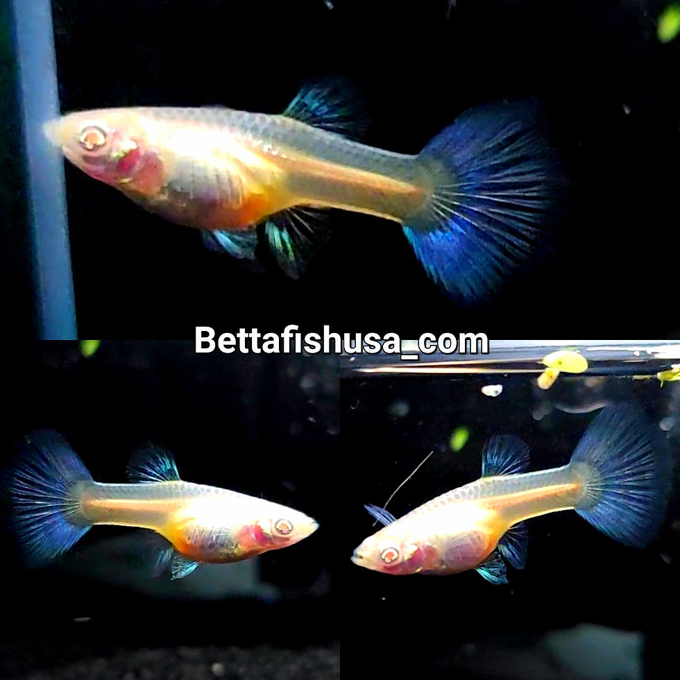 Guppy Fish | Betta Fish Usa | Texas