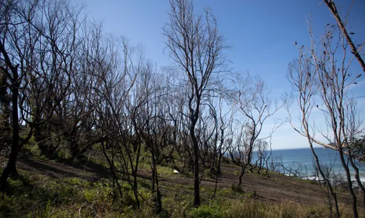 Subalpine regions struggle to recover after 2019-20 bushfires as ...