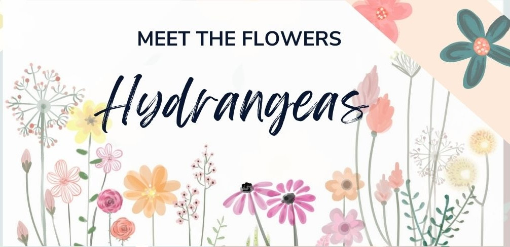 Meet the Flowers: Hydrangeas (The Flower That Loves Change)