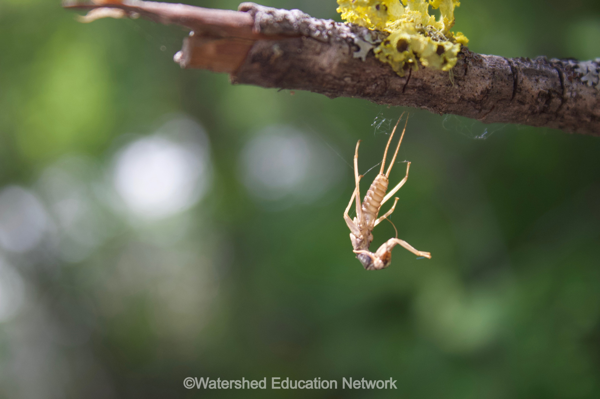 Aquatic Macroinvertebrates | Watershed Education
