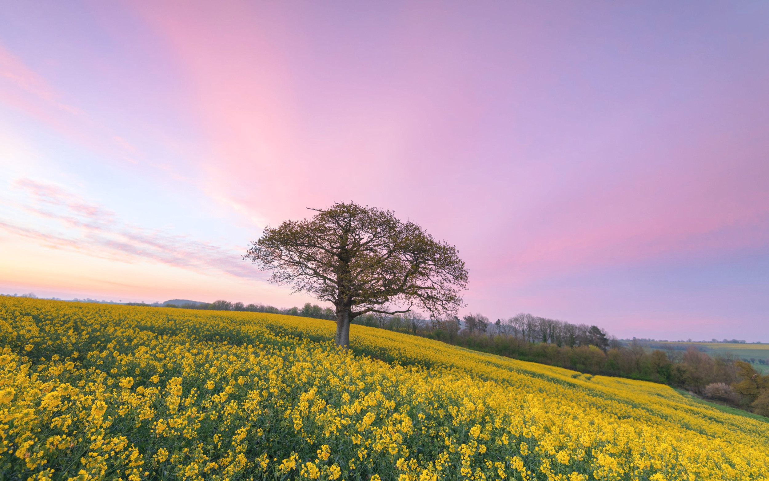 Trees | David Shaw | Landscape and Woodland Photography