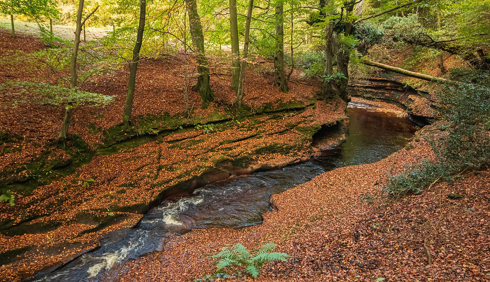 I Visit Gelt Woods, Cumbria