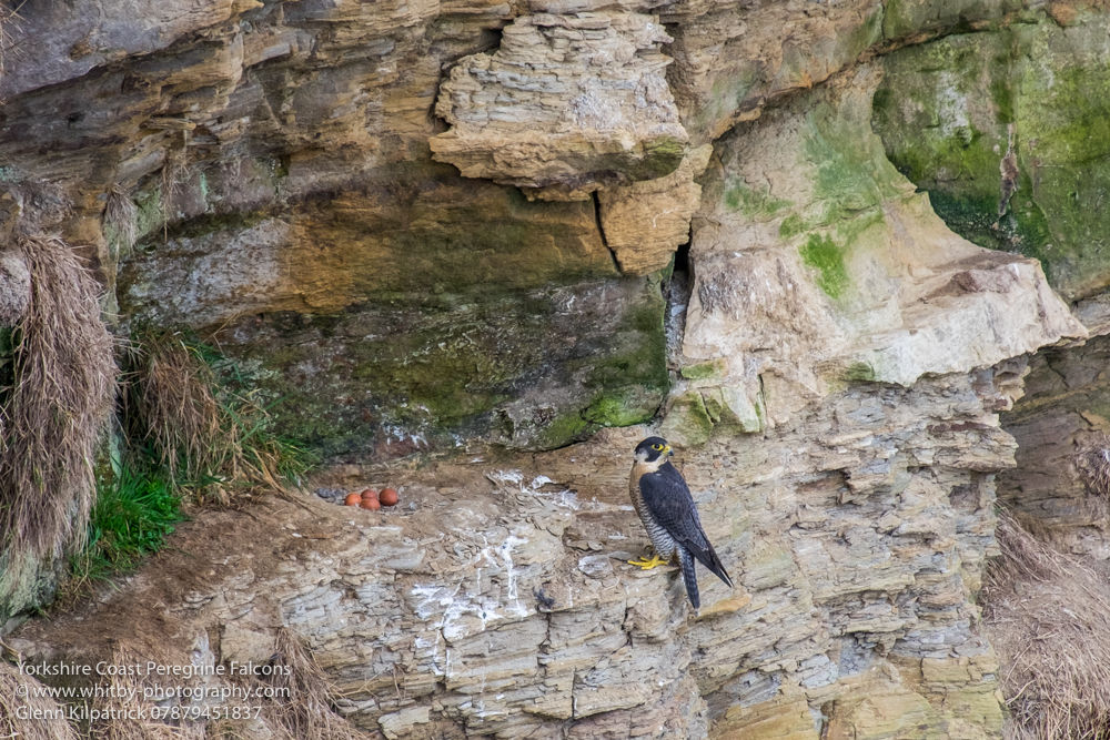 Britain's Habitats- Hard Cliff & Slope