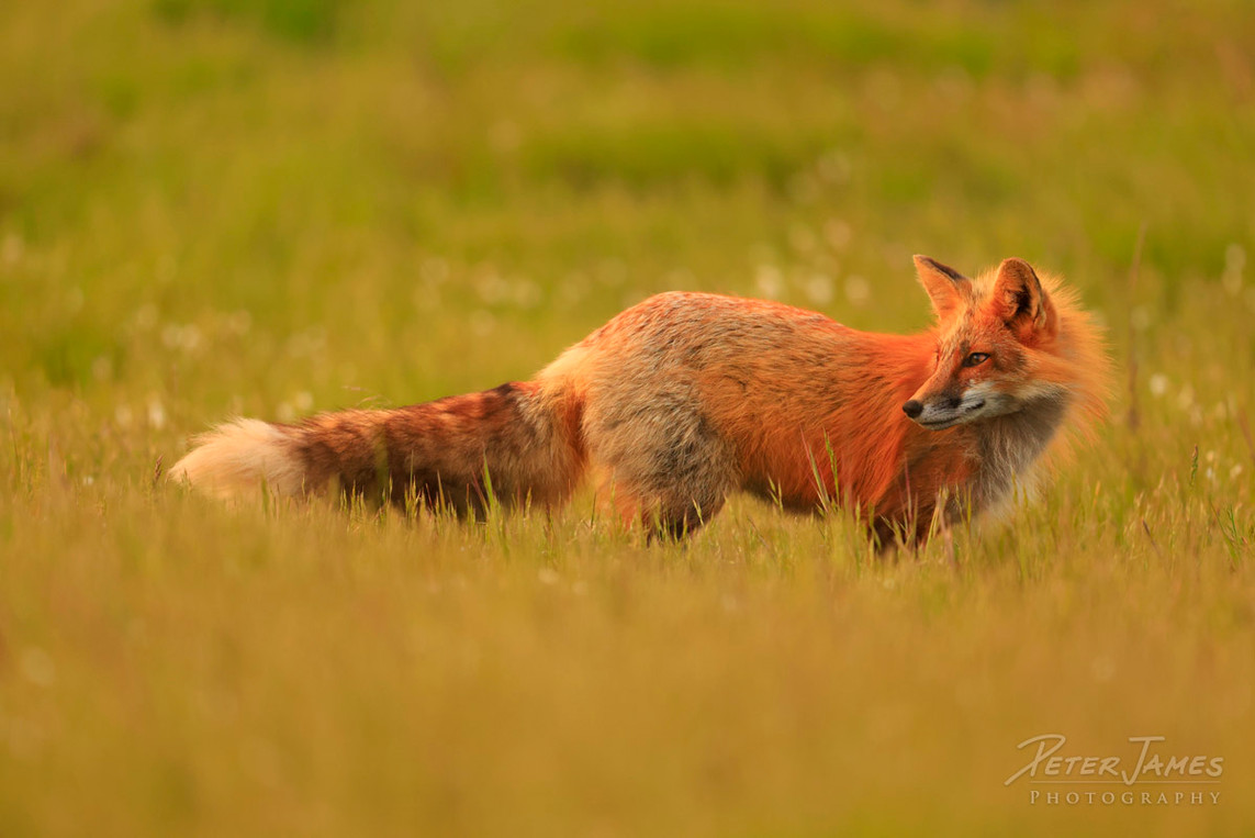 Wildlife Photography of Washington State | Peter James Wildlife Photography