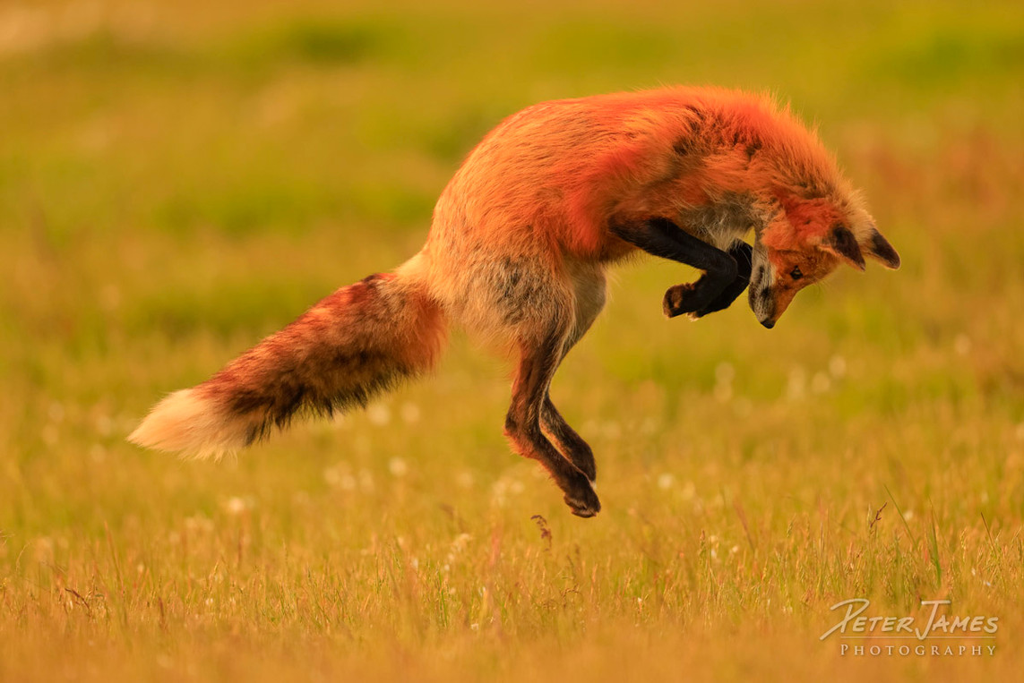 Wildlife Photography of Washington State | Peter James Wildlife Photography