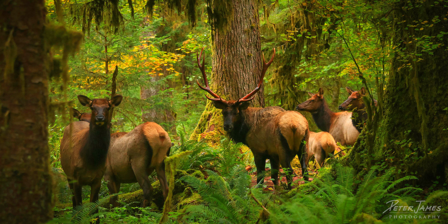 Wildlife Photography of Washington State | Peter James Wildlife Photography