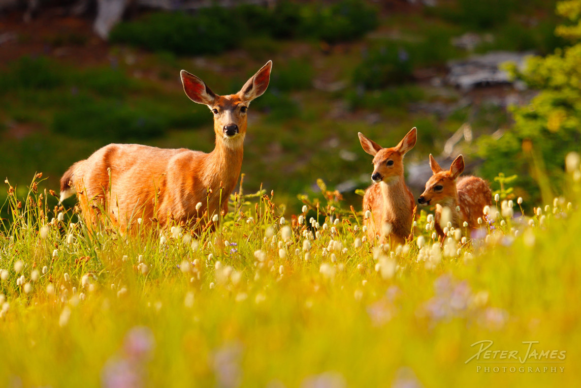 Wildlife Photography of Washington State | Peter James Wildlife Photography