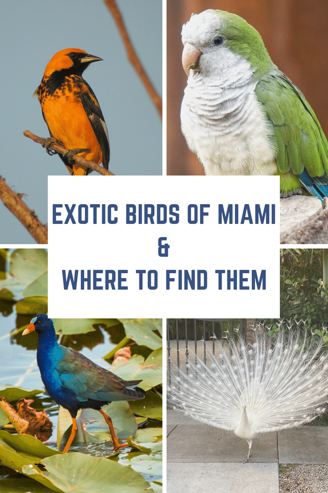 Exotic Birds of Miami and Where to Find Them