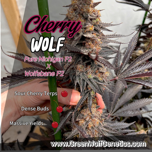 Cherry Wolf - Pure Michigan F2 x Wolfsbane F2 - 6 feminized seeds ...