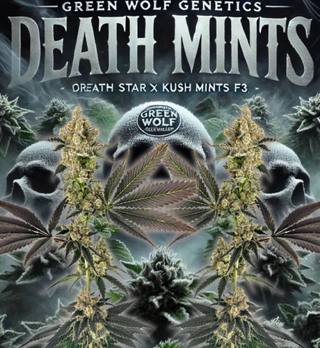 Death Mints – 5 Regular Seeds | Green Wolf Genetics