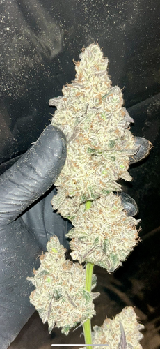 Mac 1 - F2 S1’s - Feminized Seeds | Green Wolf Genetics