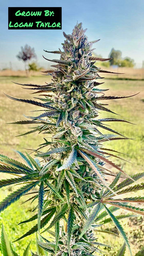 Peach Mints - 10 Seed Pack | Green Wolf Genetics