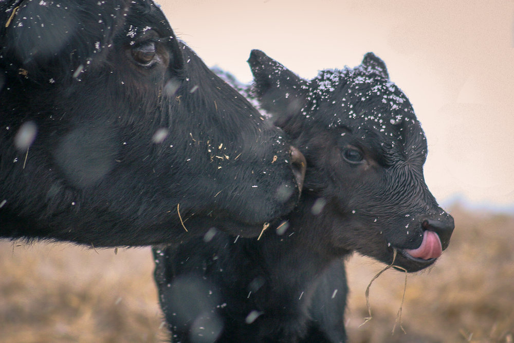 5 Tips for Winter Calving | Ralco Agriculture