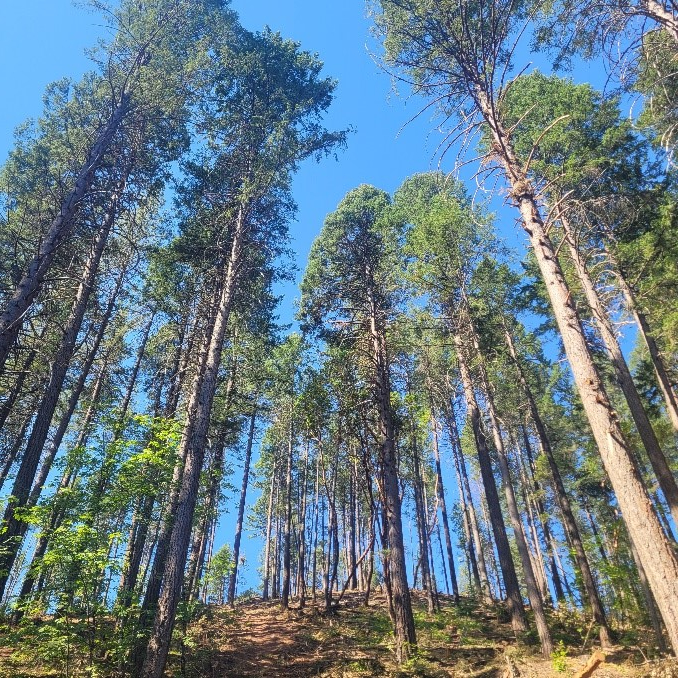 What is a Timber Harvest Plan and What Does It Look Like?