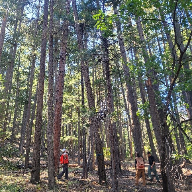 What is a Timber Harvest Plan and What Does It Look Like?