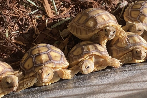 Two Sulcata Hatchlings (PAIR) | TheTortoiseWhisperer