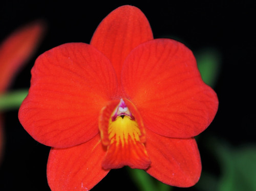 Cattleya Chief Gem, Red Jewel, Red Flower, Wood Mount | Bloomify