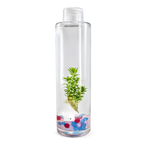 Tonina Fluviatilis, Aquarium Plant Terrarium, Live Water Plant | Bloomify