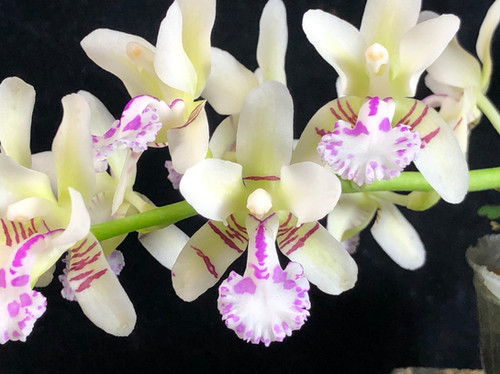 Sedirea Japonica (Nagoran), miniature Aerides orchid, wood mount | Bloomify