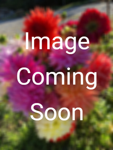 Sidehill Trishie | Brentwood Farm