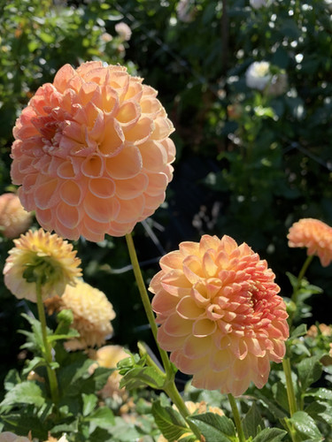 Crichton Honey | Brentwood Farm