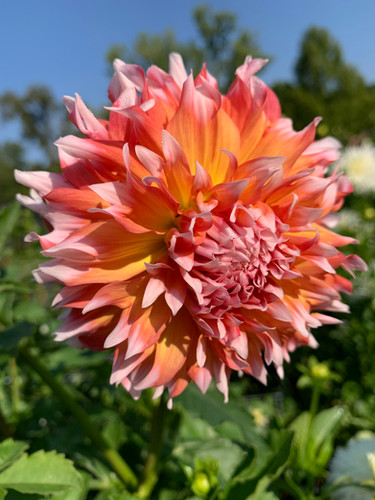 Bloomquist Amazing | Brentwood Farm